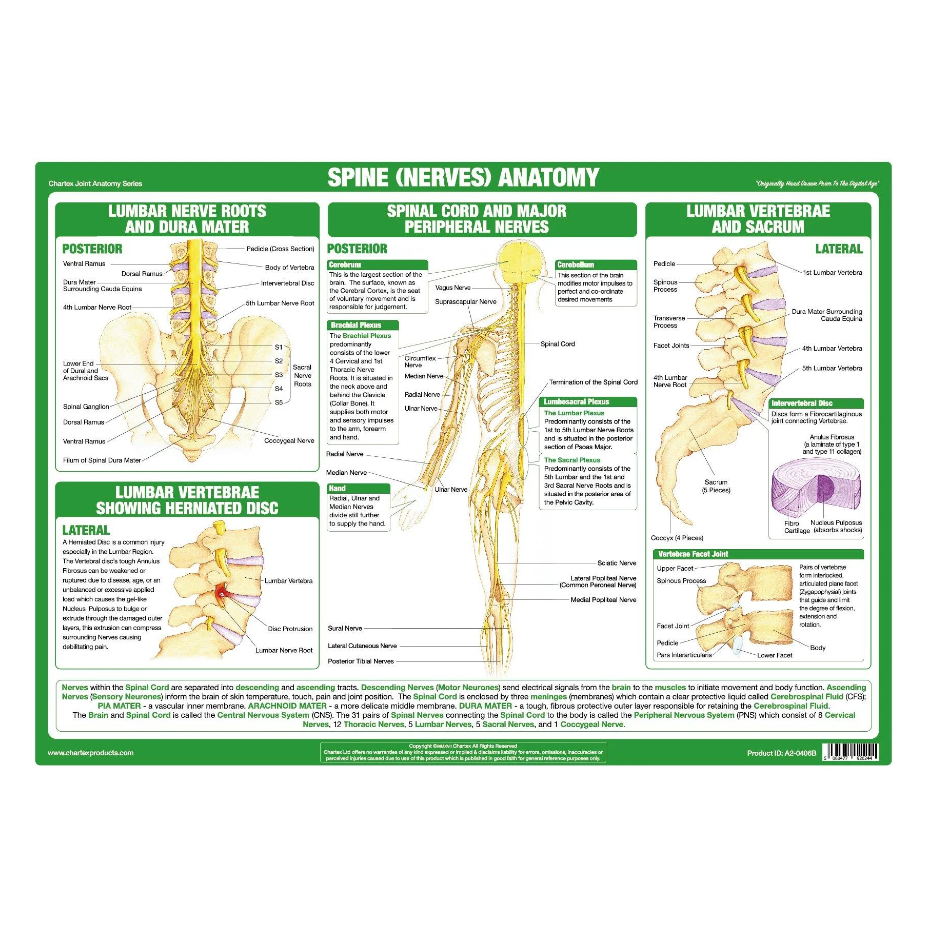 Unidentified Anatomy of the Spine 2nd Chart TUT12004 - Henry Schein - UK