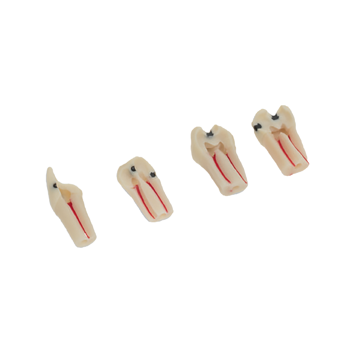 Frasaco X-Ray Endo Tooth No. 46 With Caries 1127939 - Henry Schein - UK