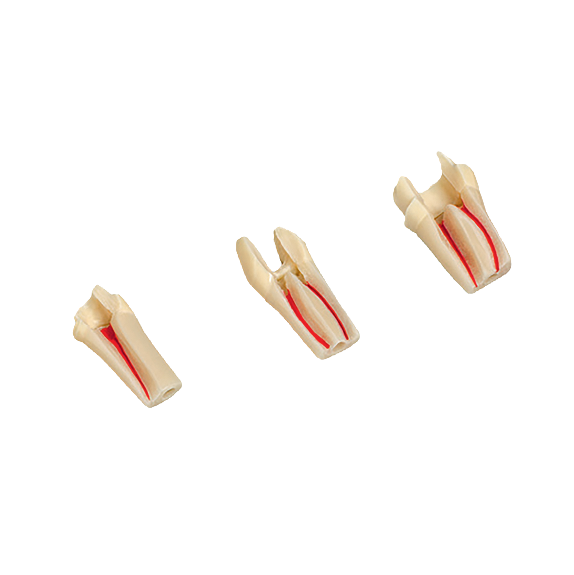 Frasaco Endo Tooth No. 26 Already Trepanned 1127941 - Henry Schein - UK