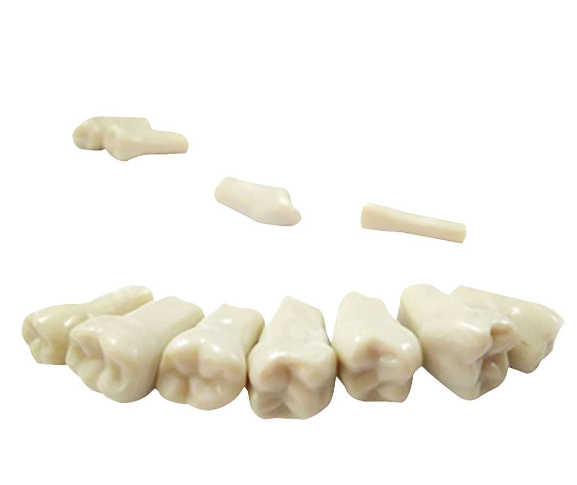 Frasaco Individual Deciduous Model Tooth AK-6ZE 51 1131171 - Henry ...