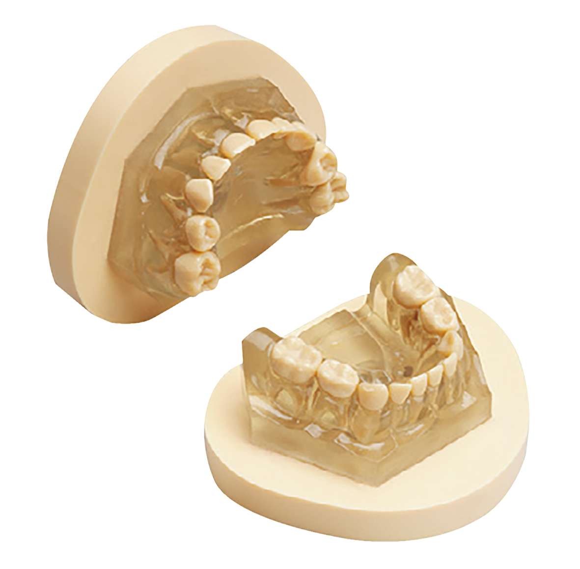 Frasaco Extraction Model for Paediatric Dentistry includin 1155745 ...